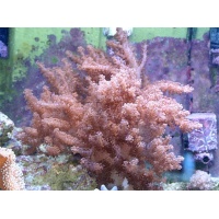 Branching & Leather Corals